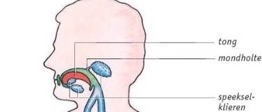 Thema: het verteringsstelsel VMBO-tl / Havo/ Vwo 2 - Wikiwijs Maken