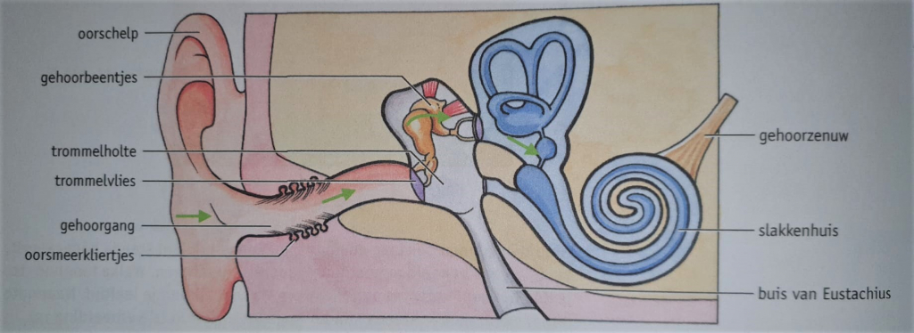 Bouw van de oren en ogen - Wikiwijs Maken