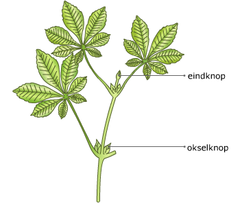 Plantenweefsels - Lesmateriaal - Wikiwijs