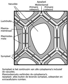 Celwand - Wikiwijs Maken