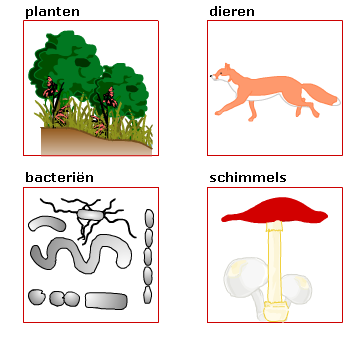 Schimmels en bacteriën - Lesmateriaal - Wikiwijs