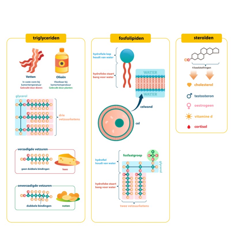 Biologie periode 3 - Wikiwijs Maken